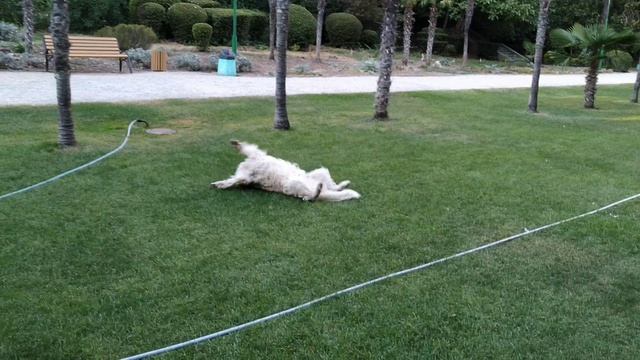 Мисхорский парк в Крыму