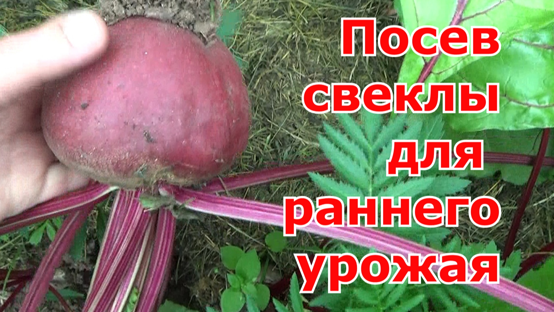 Посев свеклы на рассаду в кассету для раннего урожая для выращивания в теплице.