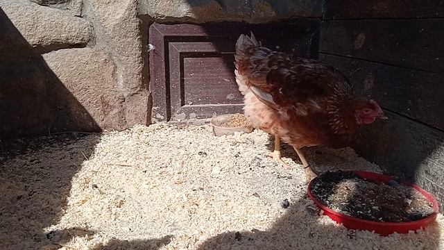 Курица или утка упала на ноги. Причины и как помочь встать.