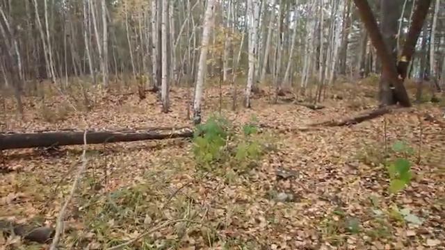 Деревянная вышка в тайге