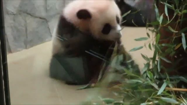 Катюша. Московский зоопарк.