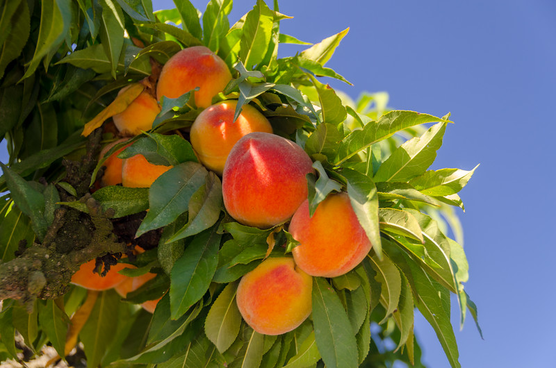 Полезные знания о ПЕРСИКЕ