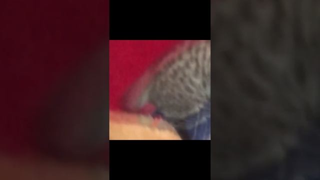 Много красивых котиков.mp4