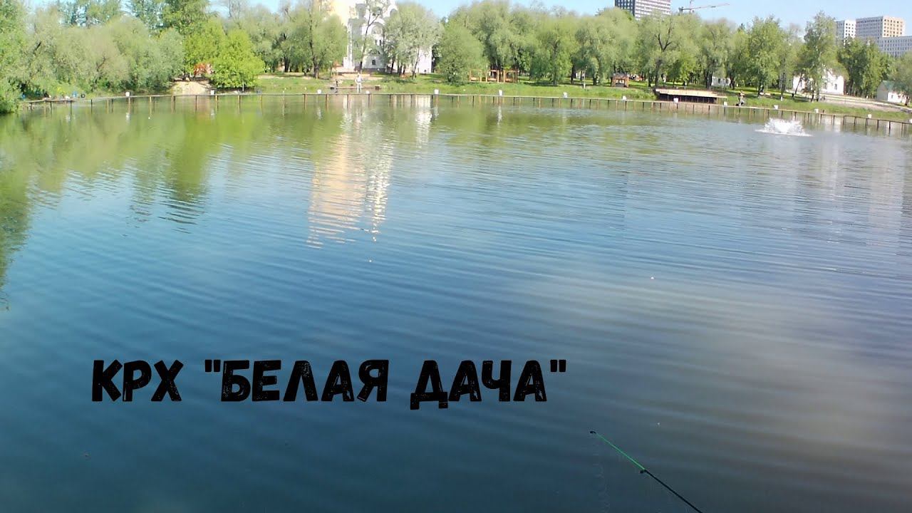 Эх... Белка, Белка...