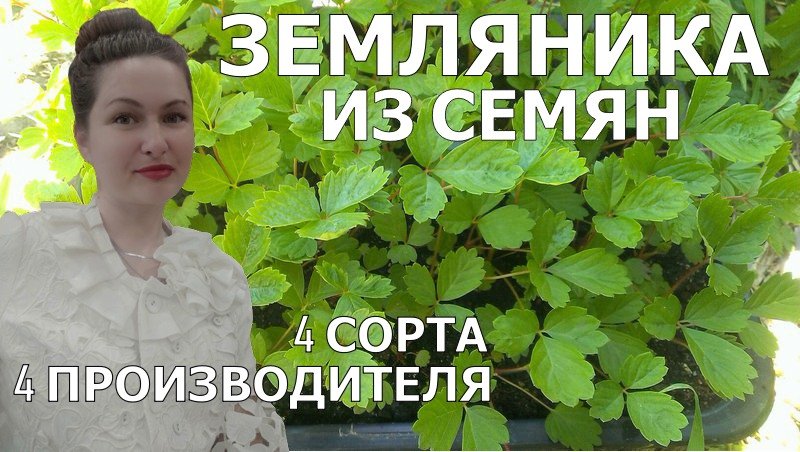 ЗЕМЛЯНИКА ИЗ СЕМЯН. СЕЕМ 4 СОРТА от 4 РАЗНЫХ ПРОИЗВОДИТЕЛЕЙ