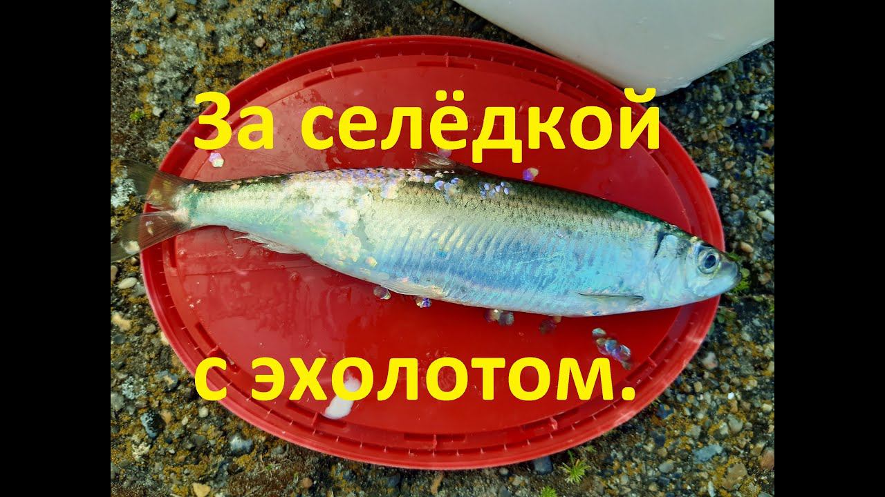 За селёдкой с эхолотом. #рыбалка