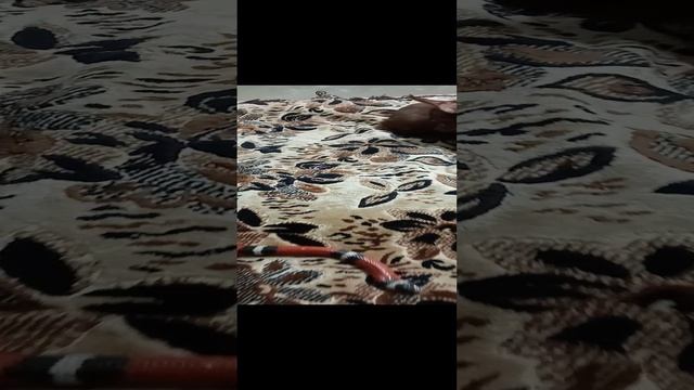 Ричи и Зидан