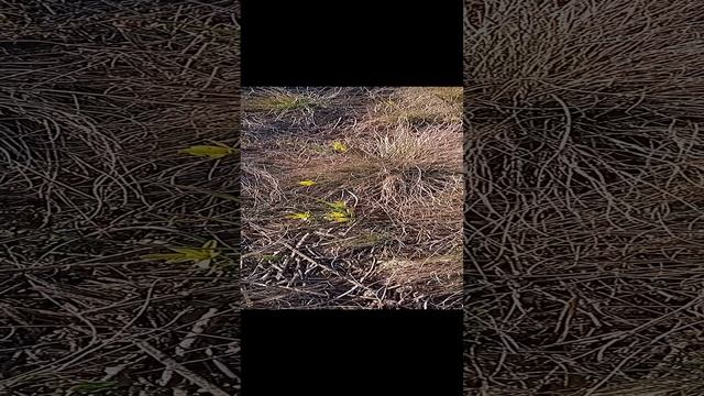 Весна пришла