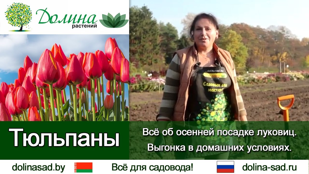 Тюльпаны все тонкости подготовки луковиц, посадки и ухода. Выгонка тюльпанов в домашних условиях