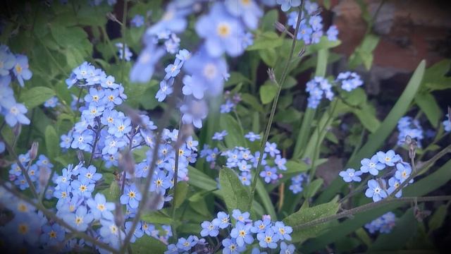 Незабудки! природа среди нас.