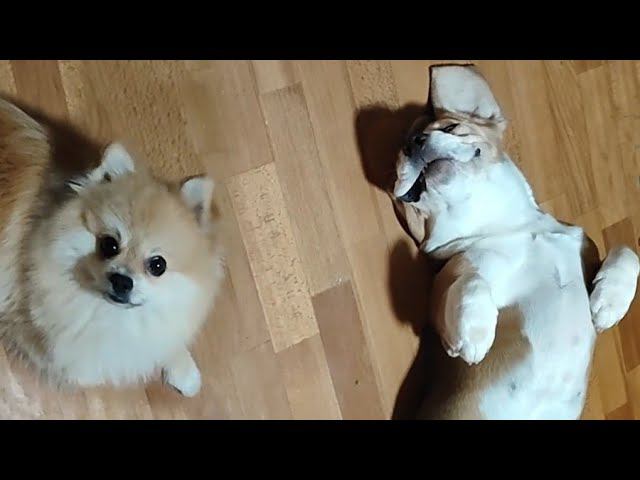 Буля, Лео и Фокс. Общаемся, валяемся, играем...