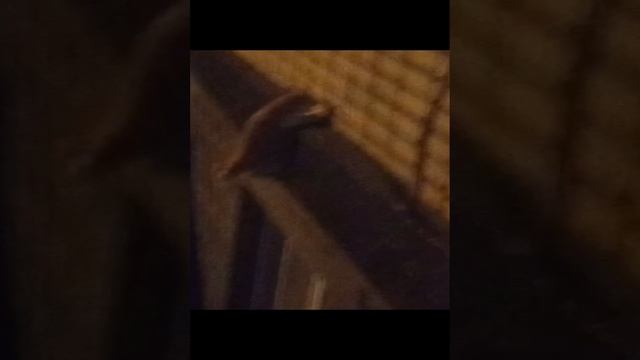 Рыжик скалолаз