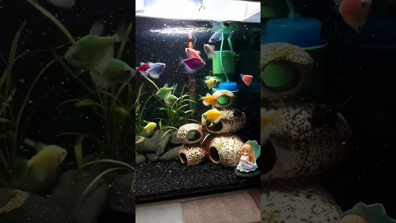 как едят рыбки