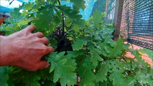 Бонсай на улице 2020 лето 4 часть Bonsai on the street 2020 summer 4 part