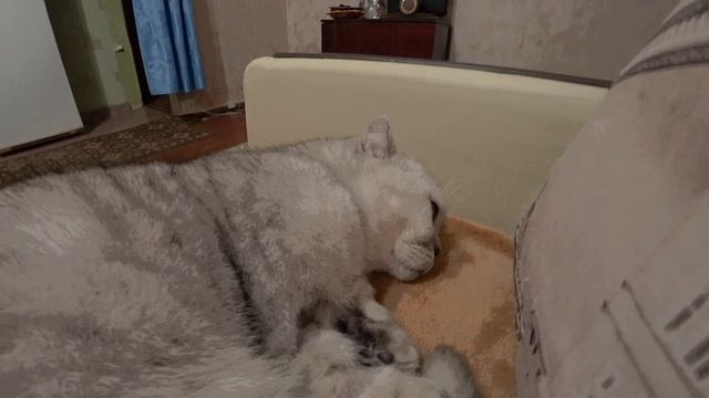 Что он делает по вечерам? #кот #кошки #котики