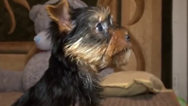 Как стать собачьим заводчиком