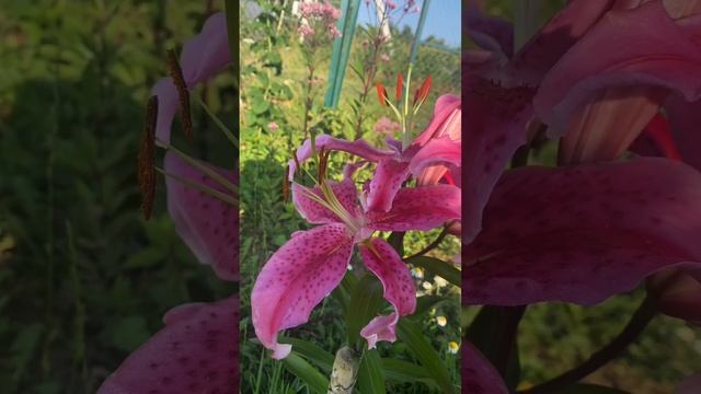 Лилия #shorts первый год посадки
