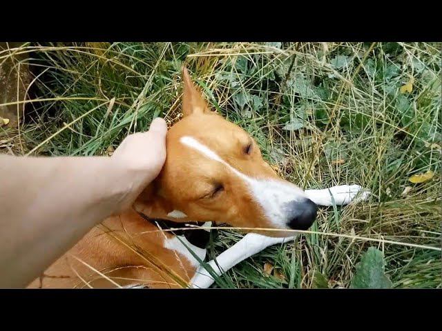 Умиротворённые собаки. Новая стрижка. Джоли & Лео