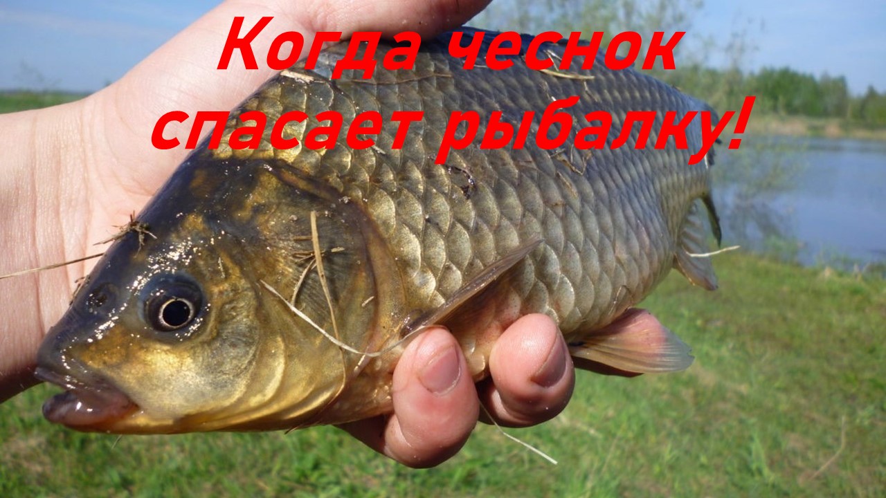 Карась с лодки. Или когда чеснок спасает рыбалку.