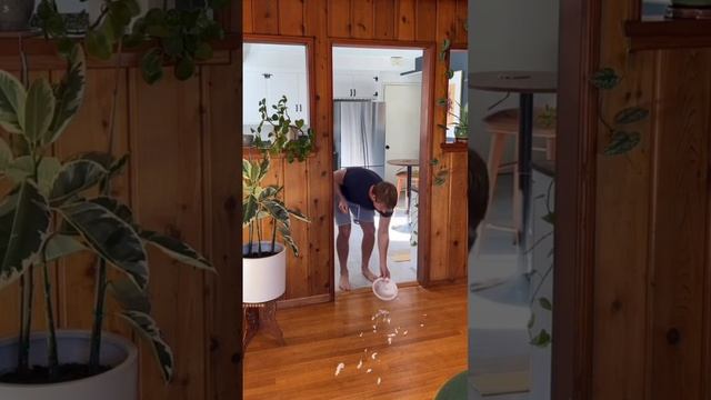 Собака убирака