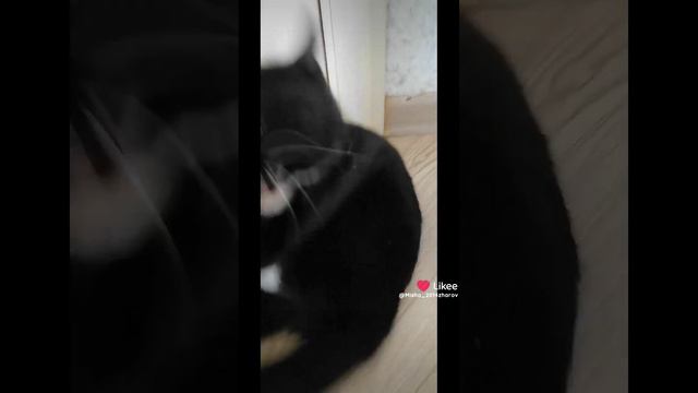 Жизнь Кексика😸5 часть