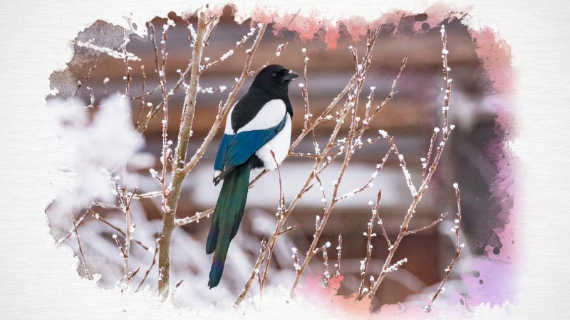 Альбом "Птицы".   Зима.