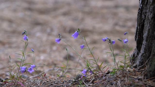 Колокольчики звенят на ветру