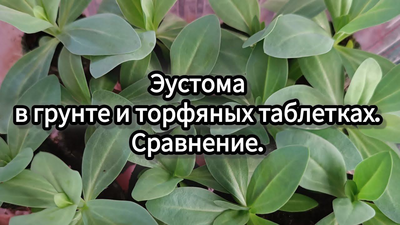 Эустома в грунте и торфяных таблетках. Сравнение. #эустома