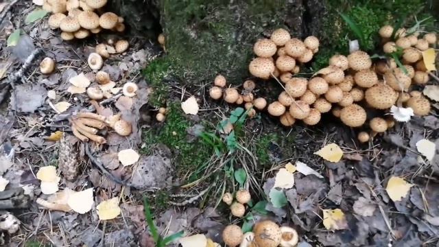 Это просто ЧУДО)))