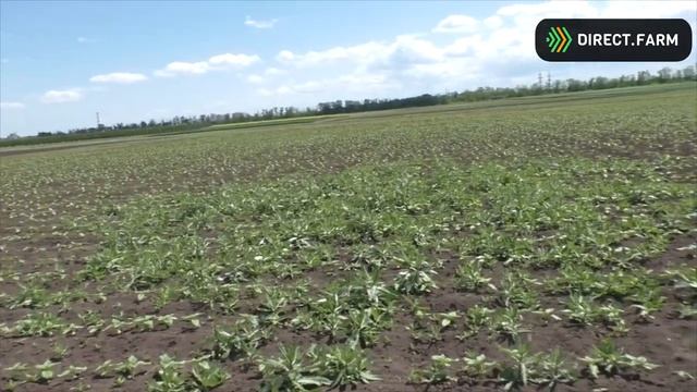 3 видео. Обработка гербицидами