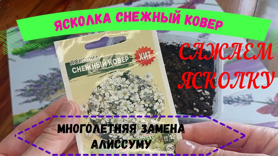 ЯСКОЛКА -СНЕЖНЫЙ КОВЕР!САЖАЕМ ЯСКОЛКУ!#ясколка#снежныйковер#многолетнийцветок#почвопокровник#ясколка