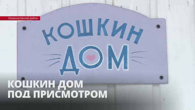В Аннино Кошкин дом взял под опеку один из застройщиков