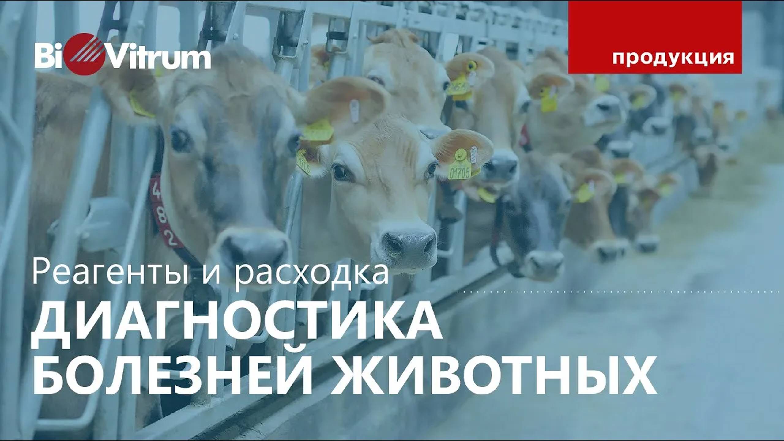 Болезни животных: решения для диагностики