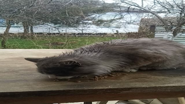 все хотят есть