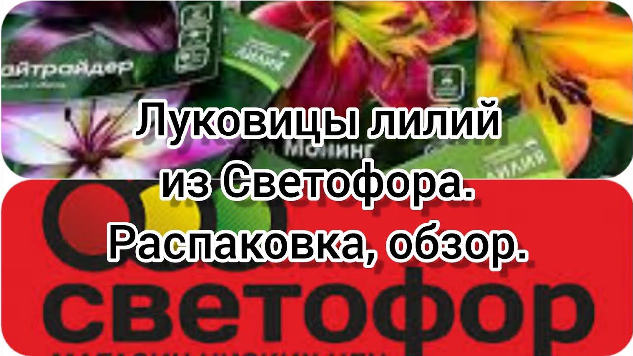 Лилии из Светофора. Распаковка, обзор луковиц.