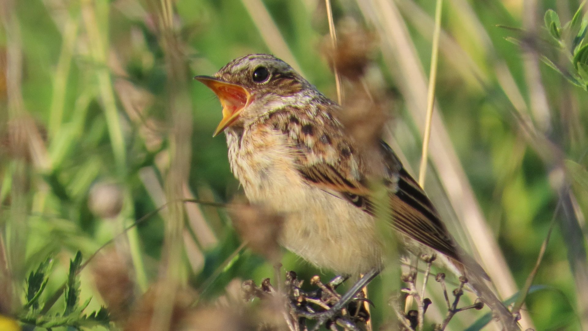 Луговой Чекан_#2, Крылатское, 03 августа 2024