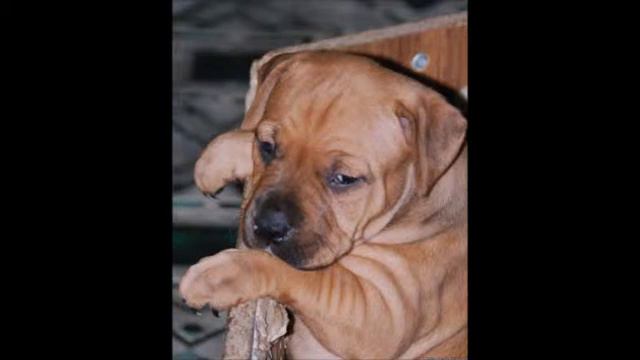 Американский стаффордширский терьер