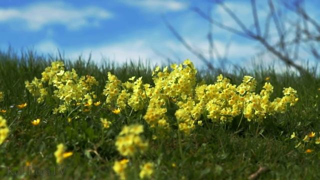 "Разве зависит любовь от времени года" - исп. Сергей Гвоздика