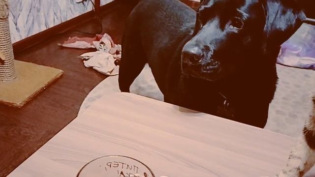 Лабрадор Акира и кот Масиус. Что происходит????!!!!