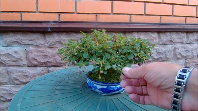 Бонсай сакура Фуджи, инжир Иранский, кизильник Даммера лето 2024 год