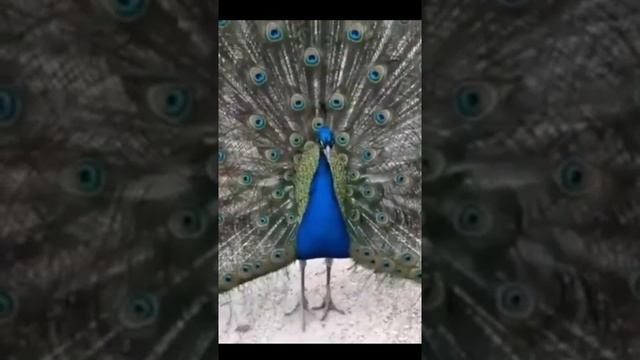 Funny animals 32#Shorts