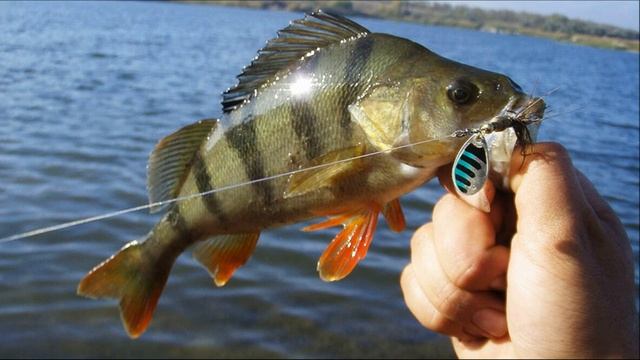 советы как поймать окуня