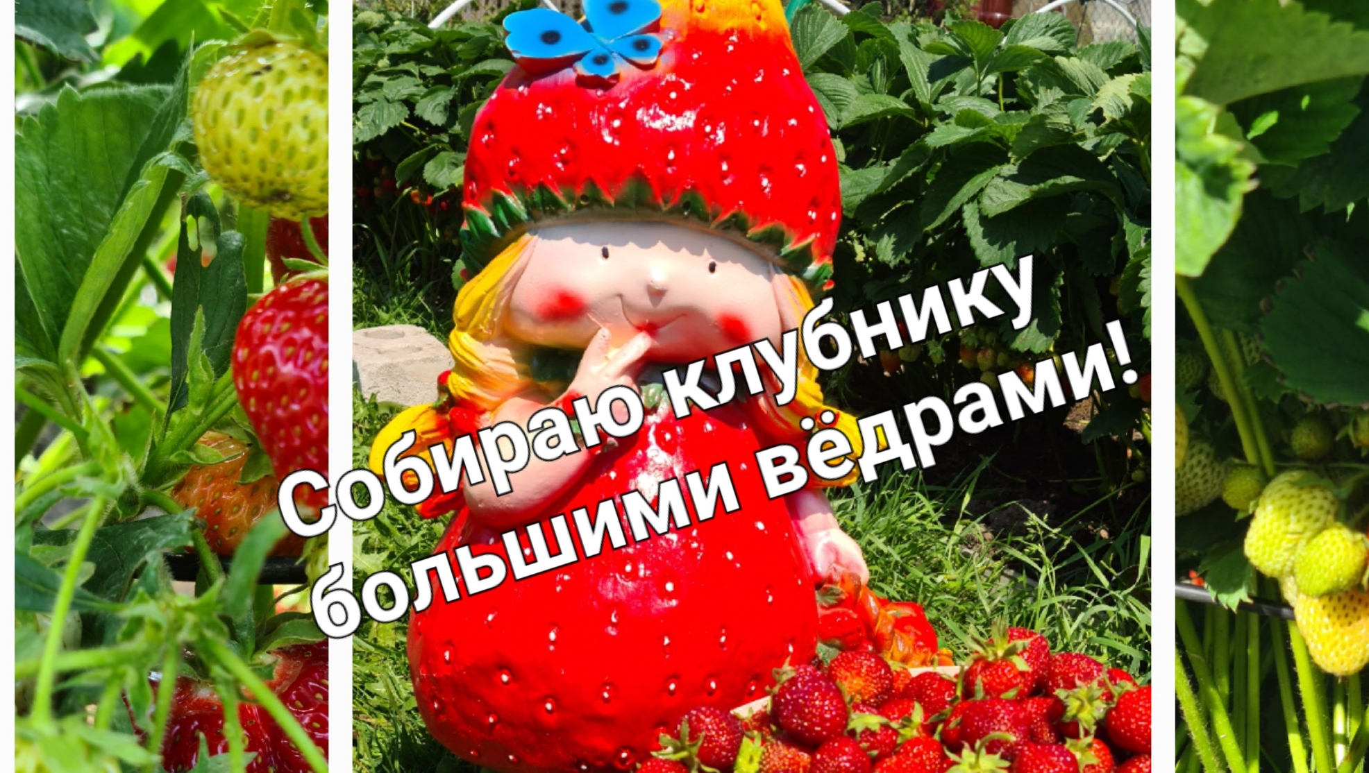 Основные правила ухода за клубникой, стоит их выполнить и ягод будет много!