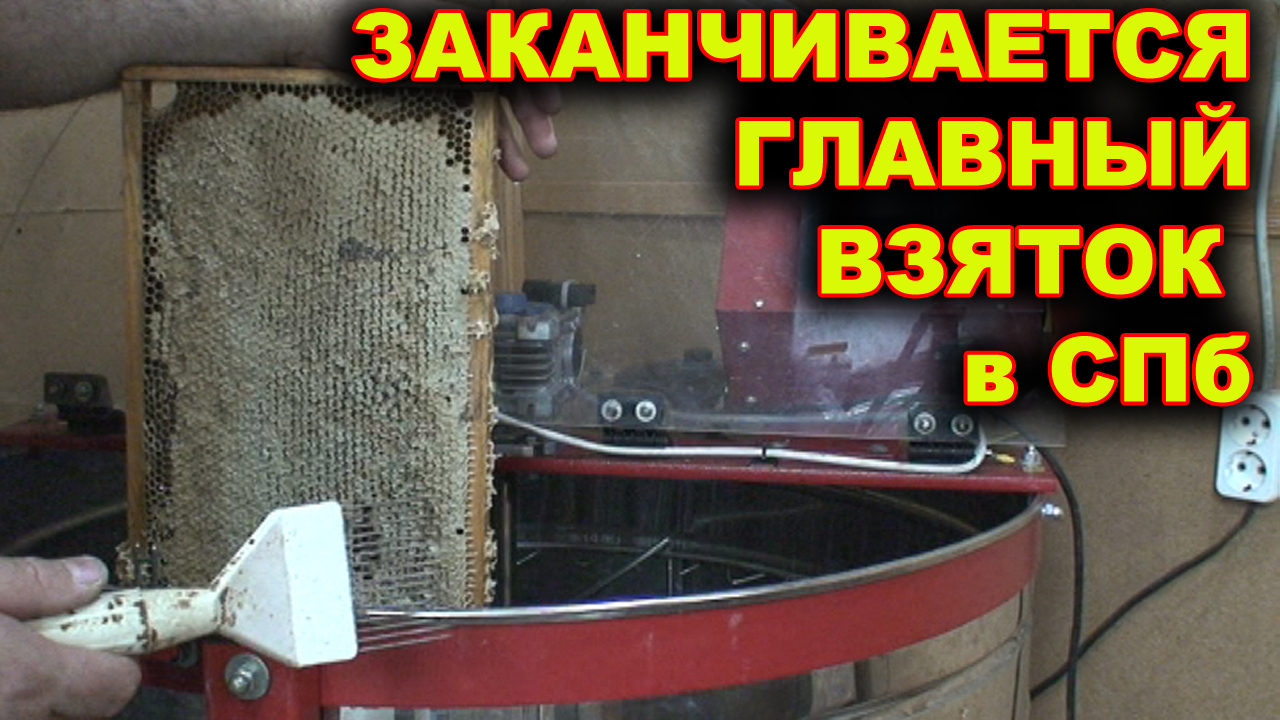 Главный взяток в СПб подходит к концу. Мёд есть!