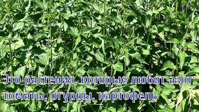 Удобрение из крапивы:экономно и эффективно