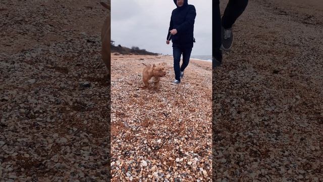 американский булли