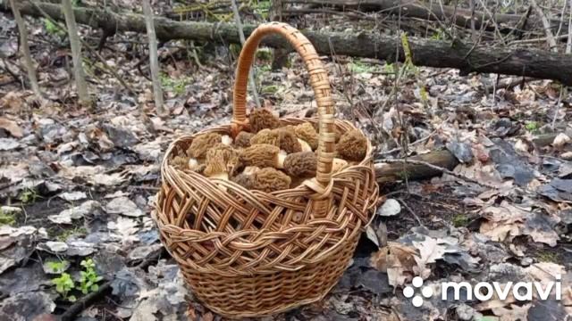 ❗ГРИБНОЙ СЕЗОН 2022 ГОДА?КОНЕЦ МАРТА - АПРЕЛЬ❗