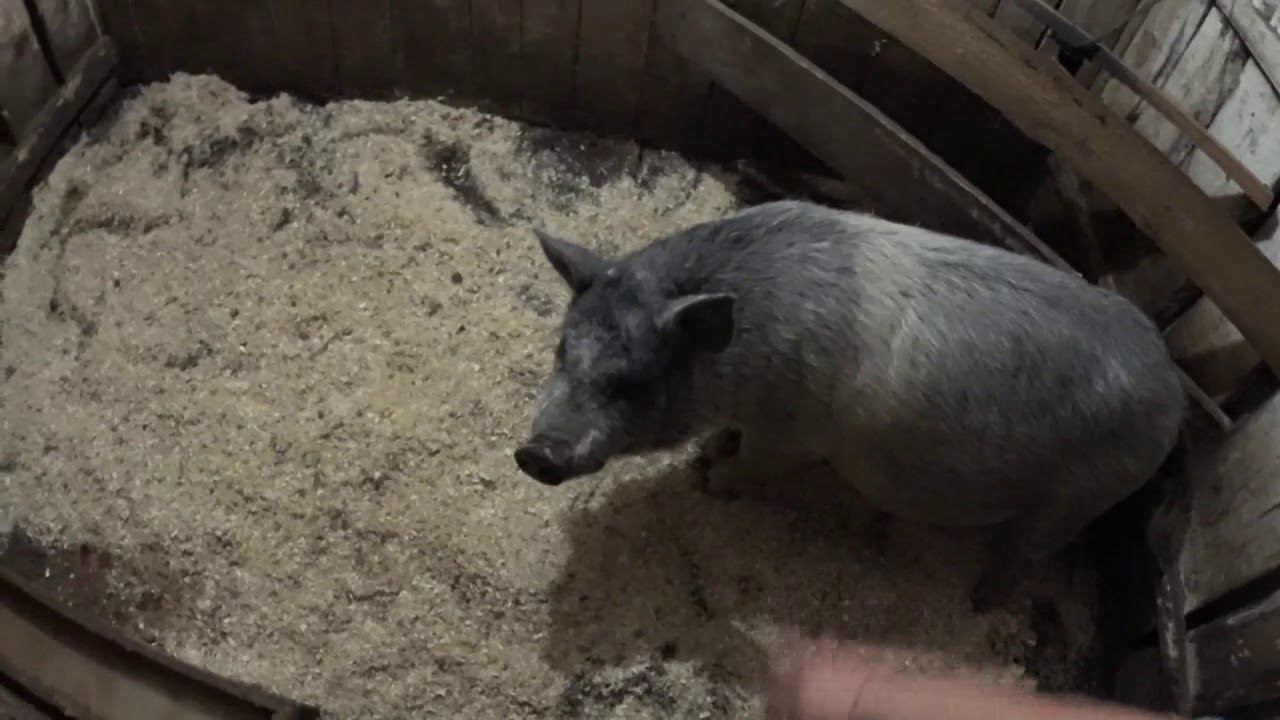 Куда пропал поросенок//Деревенская жизнь