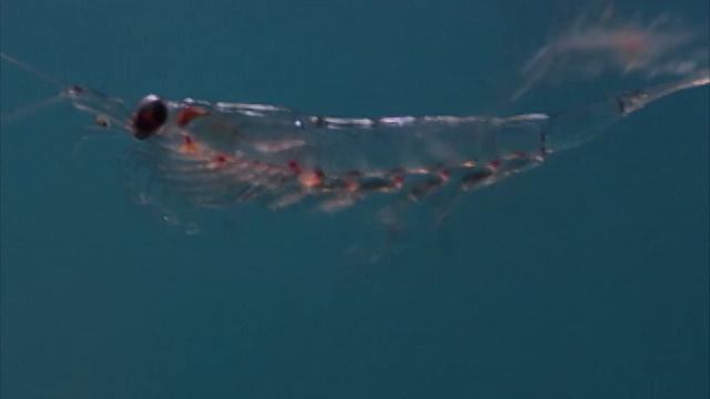 Look Level 3 School Trip 2 Video 8