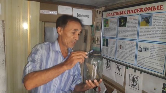 Метод приготовления и применения габробракона